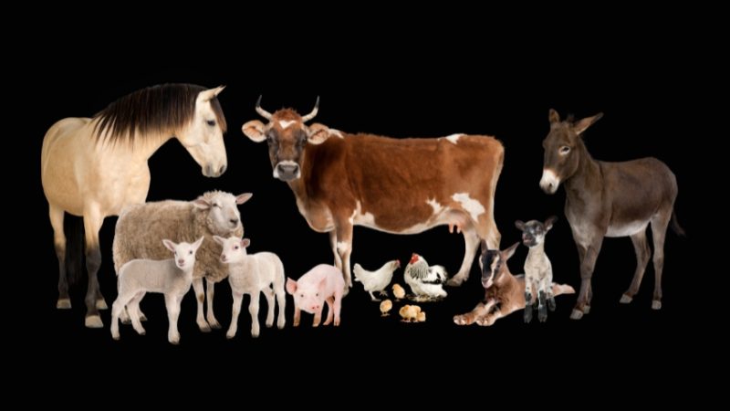 Definición y concepto de Animales de la granja | Conceptualia
